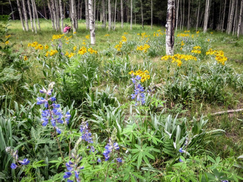 Flagstaff Part Six-Scenics | marianne skov jensen
