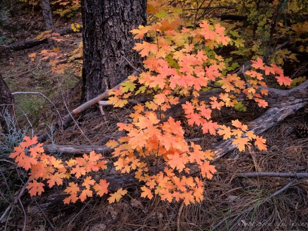 Sedona Fall Color – Slide Rock State Park | marianne skov jensen
