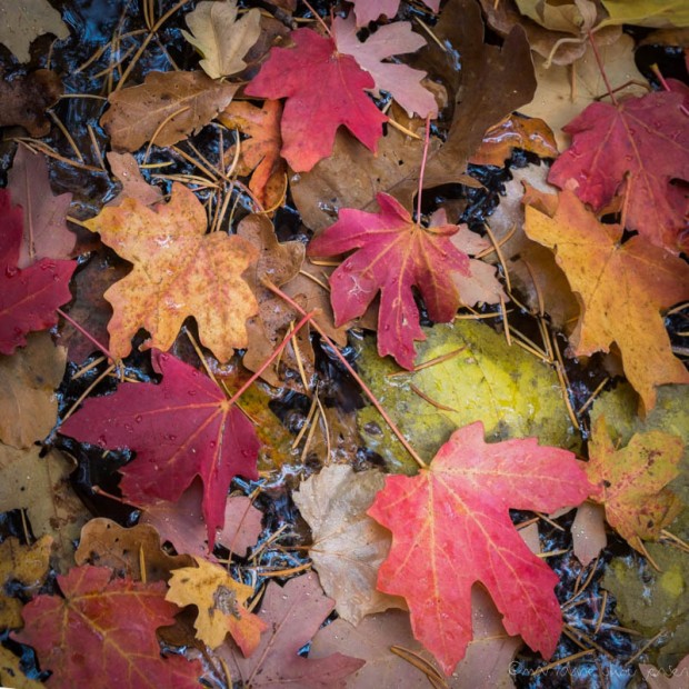 Sedona Fall Color – Slide Rock State Park | marianne skov jensen